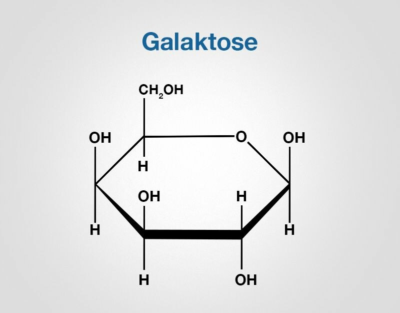 Galattosio: per il cervello e non solo