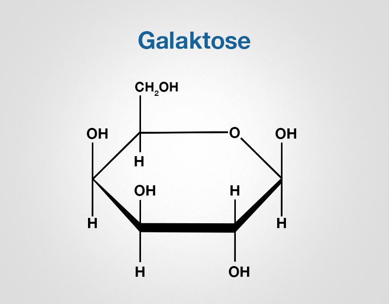 Galaktose fürs Gehirn & mehr